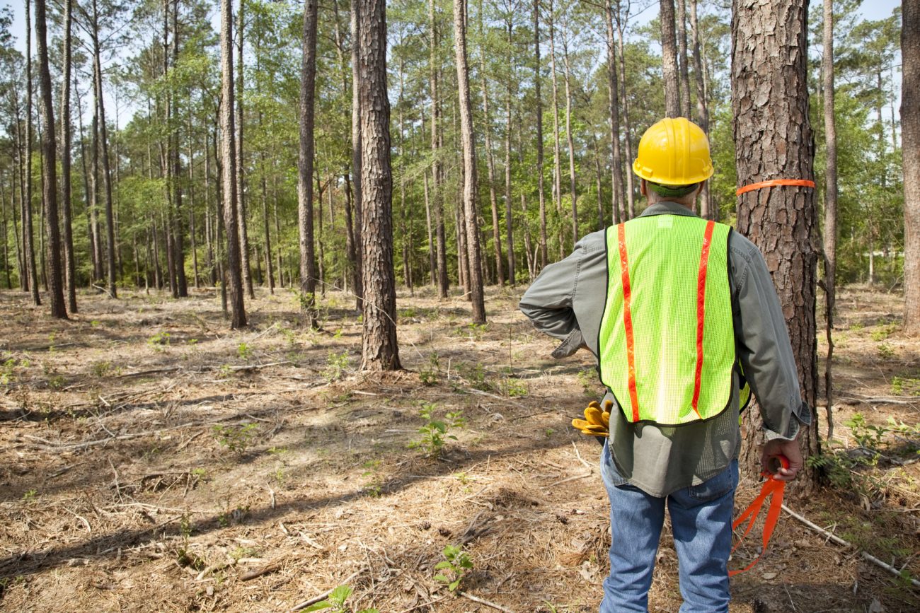 Research Highlight: Wood Bioenergy Markets Protect And Grow Forests ...
